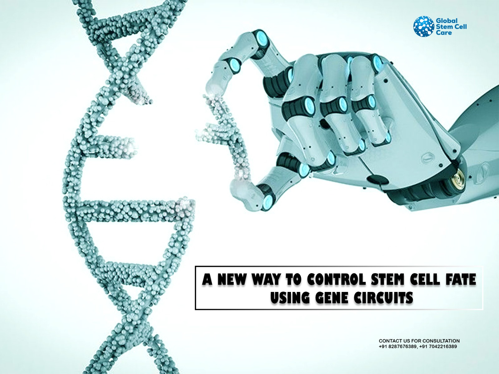 A New Way To Control Stem Cell Fate Using Gene Circuits